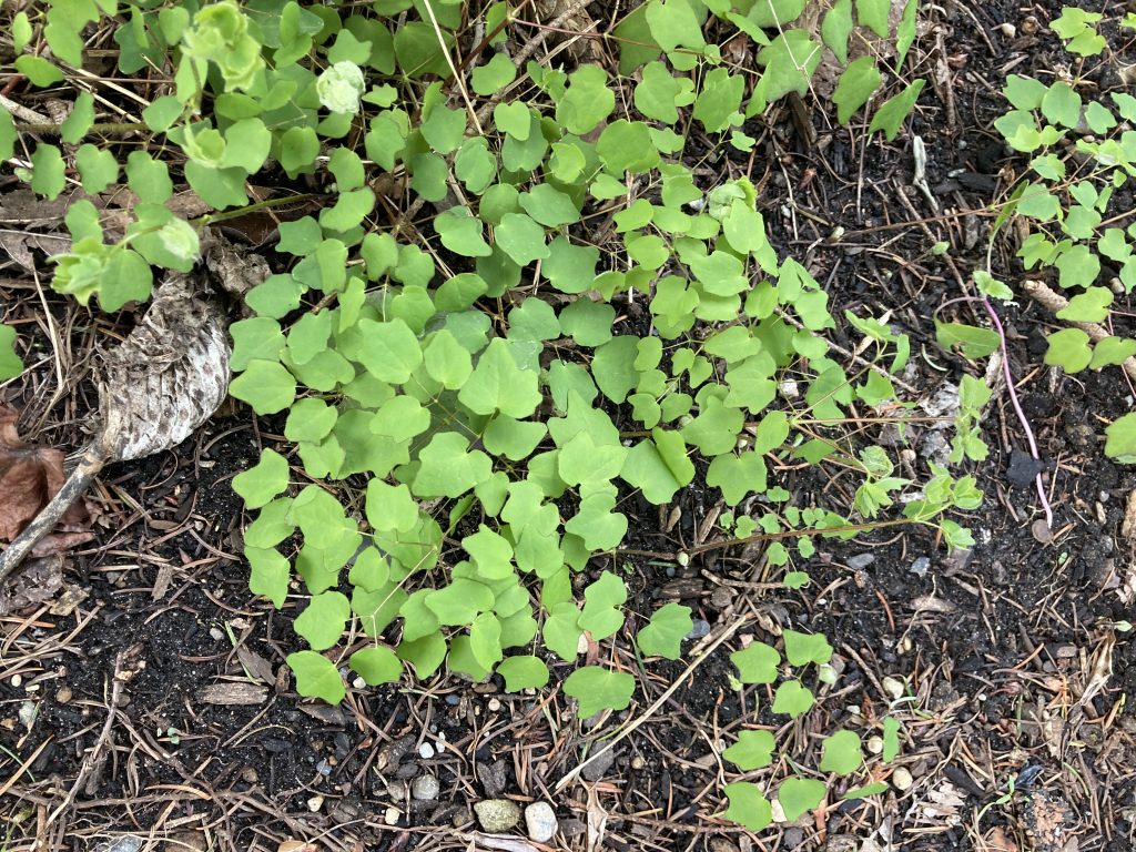 Know Your Neighbors | Green Gardening With Ann Lovejoy