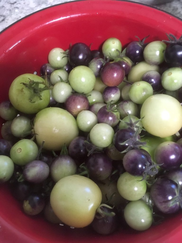 Green Tomatoes Galore | Green Gardening With Ann Lovejoy